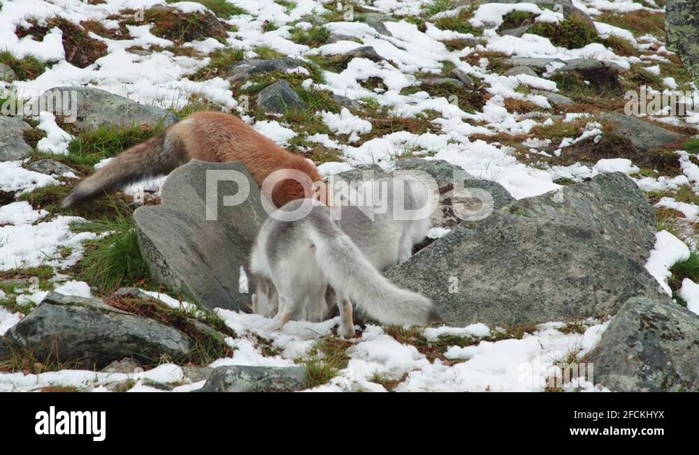 Norwegian animals Stock Videos & Footage - HD and 4K Video Clips - Alamy