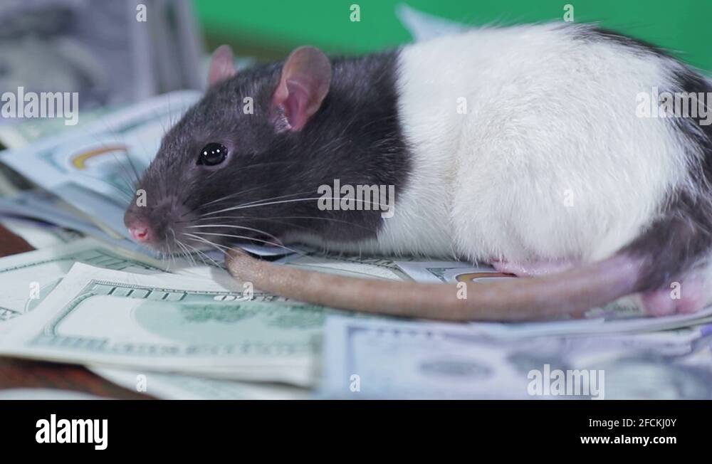 Black and white rat on a money background Stock Video Footage - Alamy