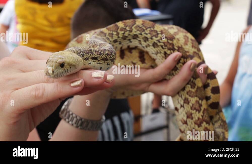 Snake festival Stock Videos & Footage - HD and 4K Video Clips - Alamy