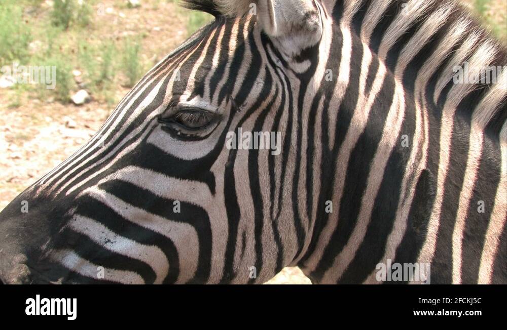 Zebra face close Stock Videos & Footage - HD and 4K Video Clips - Alamy
