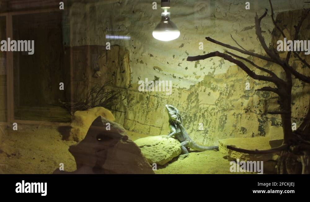 Zoo enclosure lamp Stock Videos & Footage - HD and 4K Video Clips - Alamy