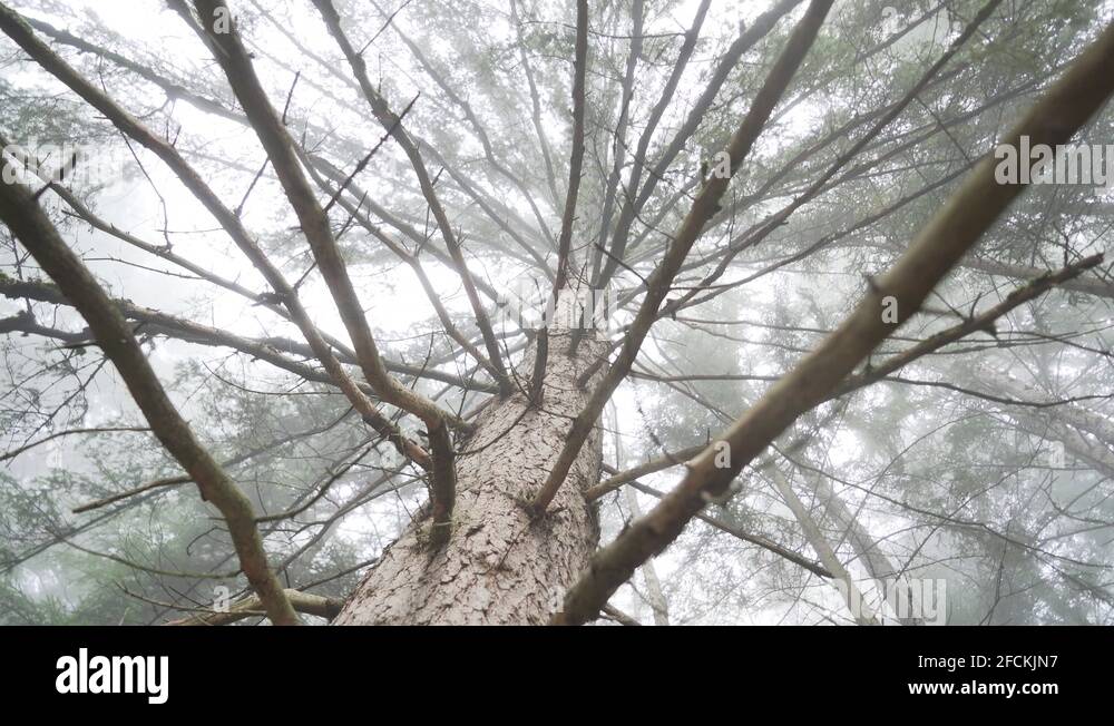 Misty mist Stock Videos & Footage - HD and 4K Video Clips - Alamy