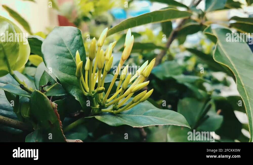 Budding garden Stock Videos & Footage - HD and 4K Video Clips - Alamy