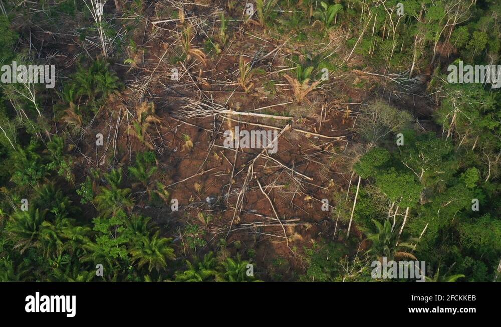 Deforestation in the amazon rainforest Stock Videos & Footage - HD and ...