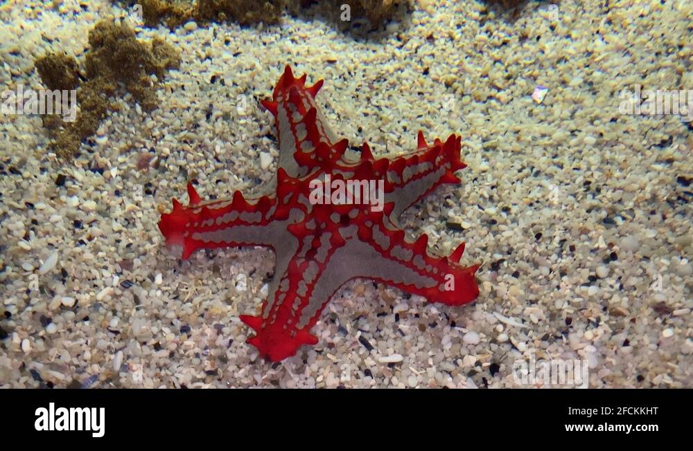 Red knob star fish with tubercles that are bright red Stock Video ...