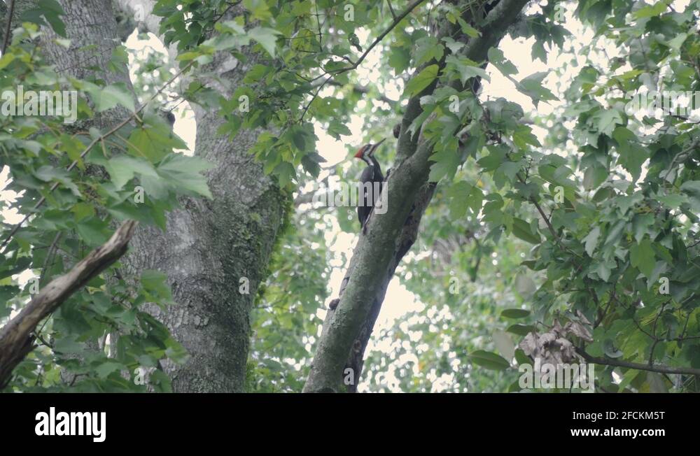 Looking high in tree Stock Videos & Footage - HD and 4K Video Clips - Alamy