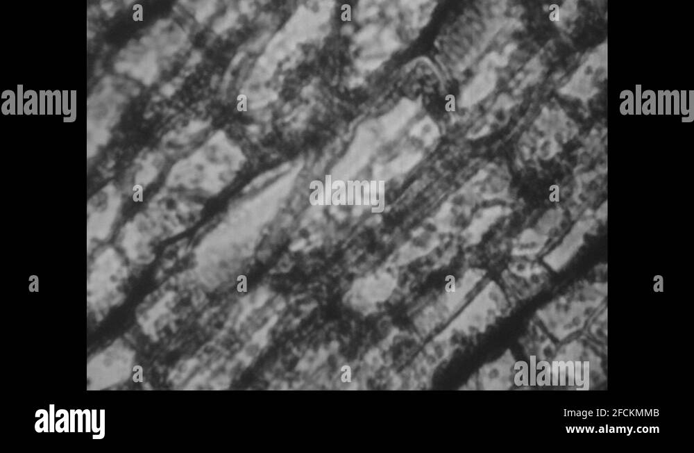 1940s: Parts of cell move. Young man looks in microscope. Teenage boys ...