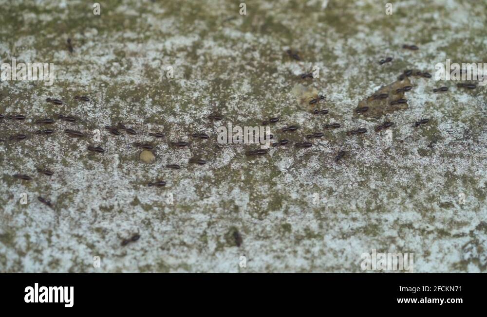 Ants on the street Stock Videos & Footage - HD and 4K Video Clips - Alamy