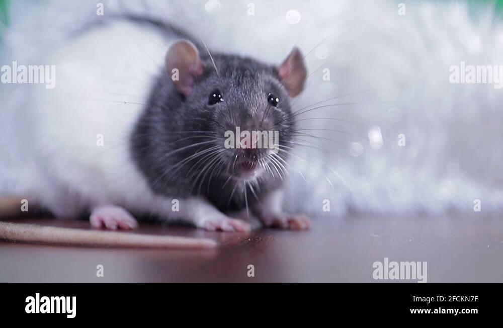 Red rodent Stock Videos & Footage - HD and 4K Video Clips - Alamy