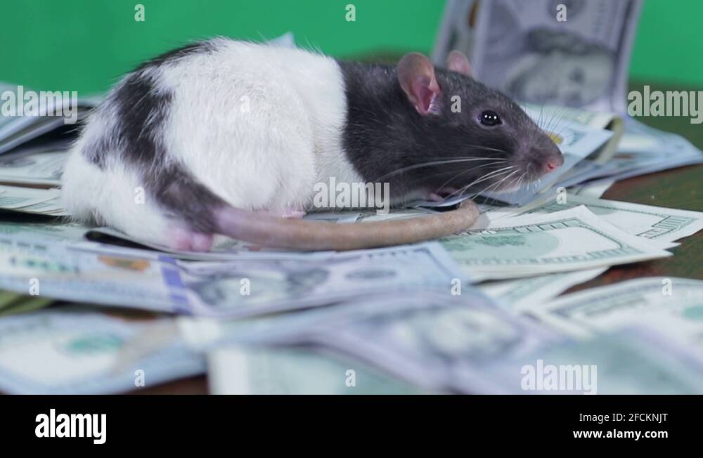 Black and white rat on a money background Stock Video Footage - Alamy