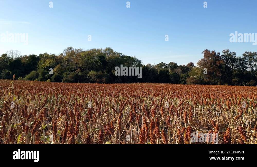 Milo seed Stock Videos & Footage - HD and 4K Video Clips - Alamy