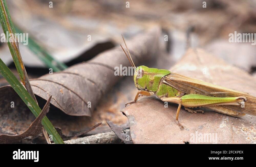 Grasshopper close up head Stock Videos & Footage - HD and 4K Video ...