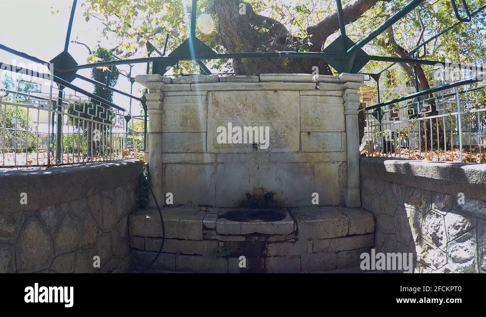 Kos hippocrates tree Stock Videos & Footage - HD and 4K Video Clips - Alamy