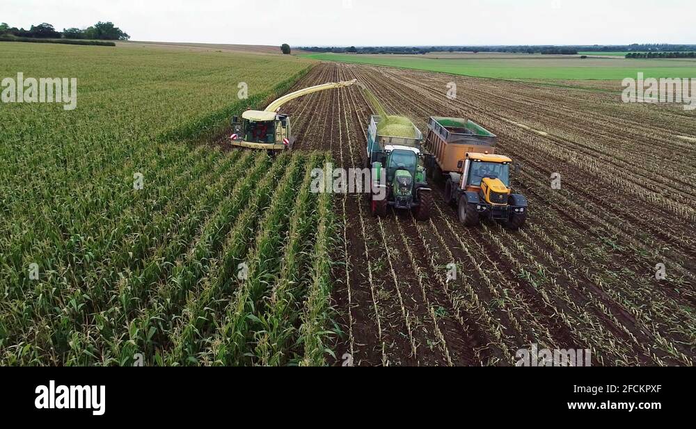 Harvesting maize with a dedicated maize harvester which shreds the ...