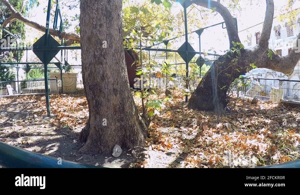 The Tree of Hippocrates, a plane tree in the greek town of Kos Stock ...