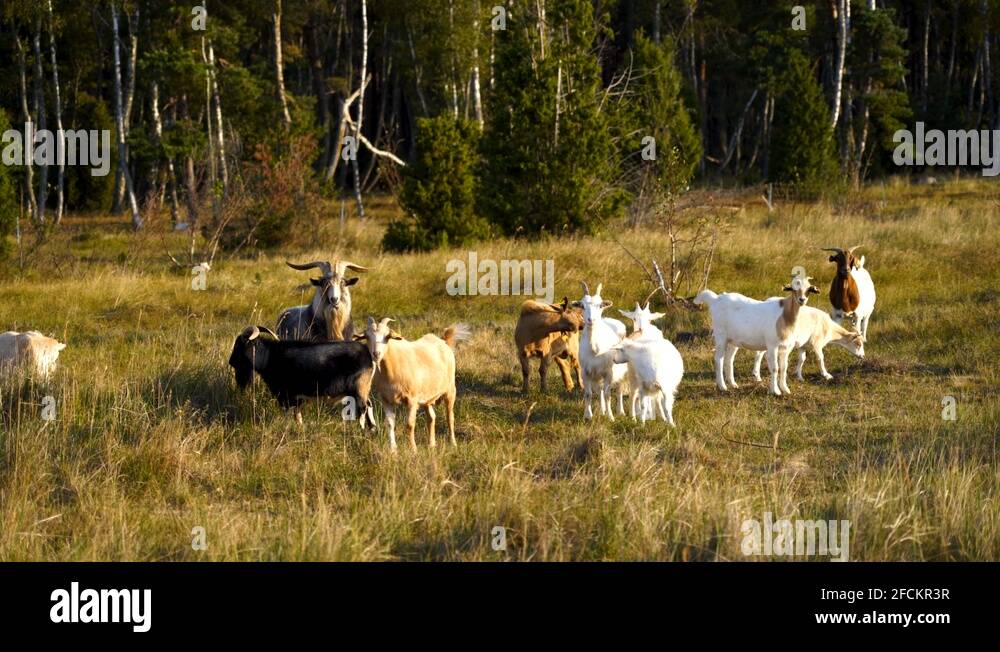 Pack of goats Stock Videos & Footage - HD and 4K Video Clips - Alamy
