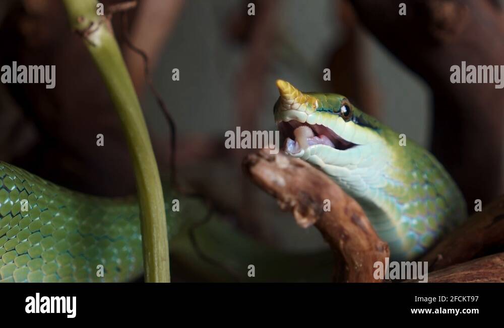 Eat snake Stock Videos & Footage - HD and 4K Video Clips - Alamy