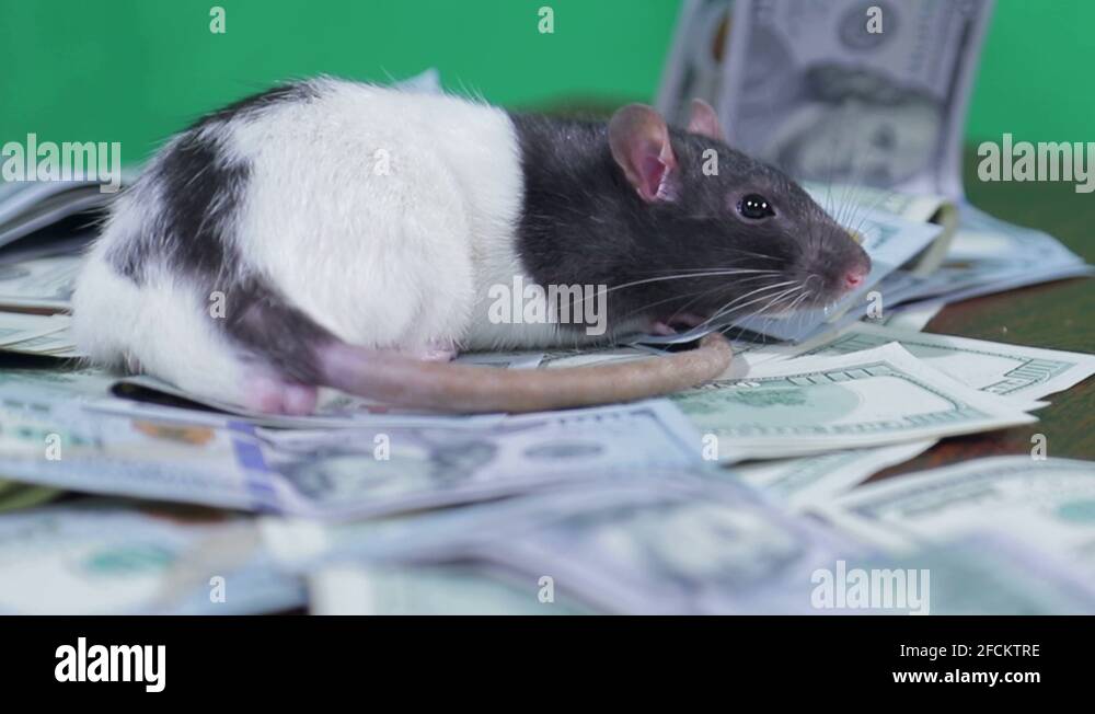 Black and white rat on a money background Stock Video Footage - Alamy