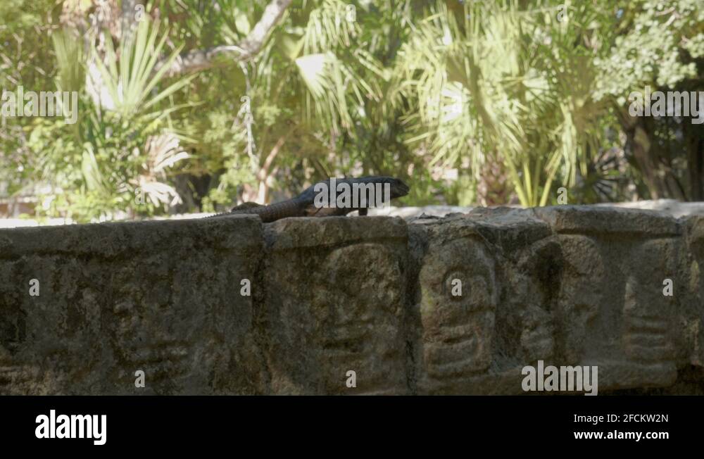 Aztec tongue Stock Videos & Footage - HD and 4K Video Clips - Alamy