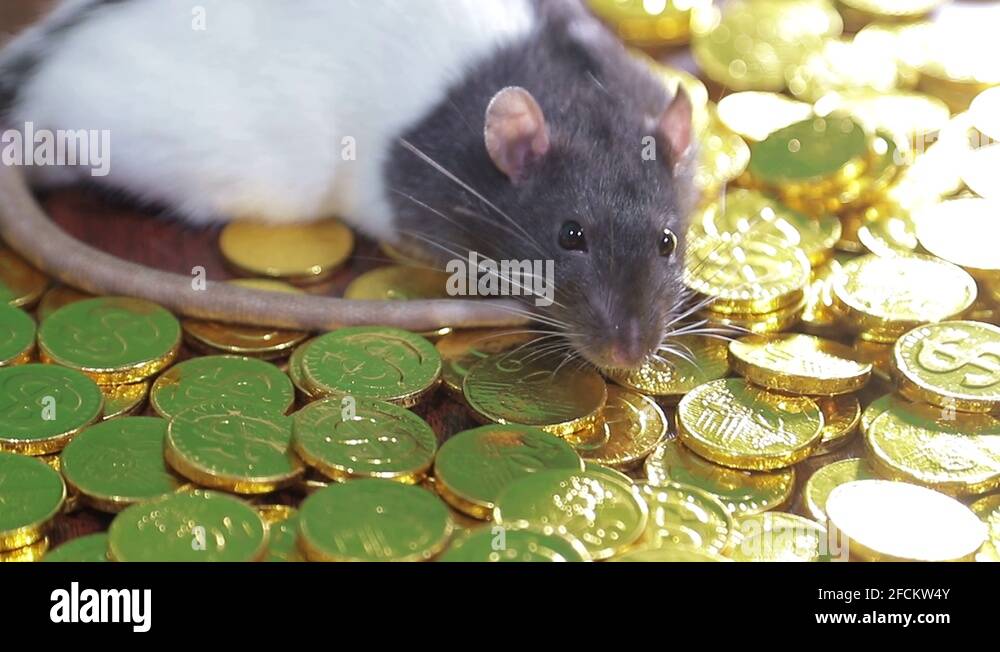 Black and white rat on a money background Stock Video Footage - Alamy