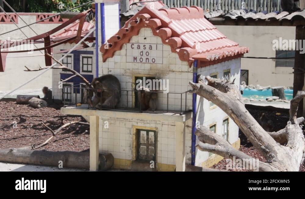 Primate house Stock Videos & Footage - HD and 4K Video Clips - Alamy