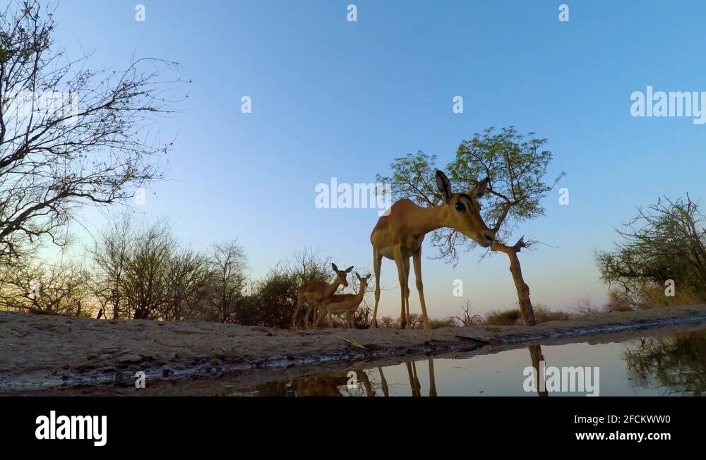 Impala Antelope aka Gazelle Females Drinking Water in Pond in Natural ...