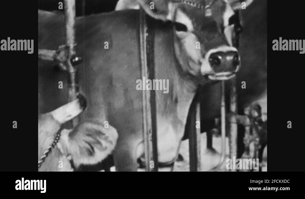 1940s: Cows with chains and locks around their heads stand in stalls ...