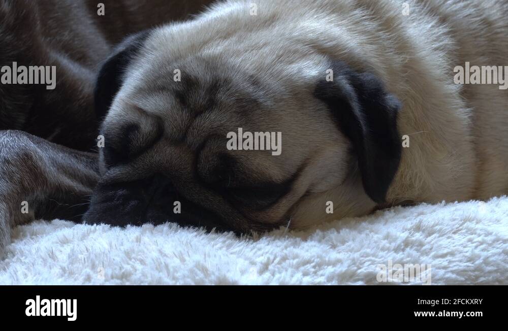 Cool pugs Stock Videos & Footage - HD and 4K Video Clips - Alamy