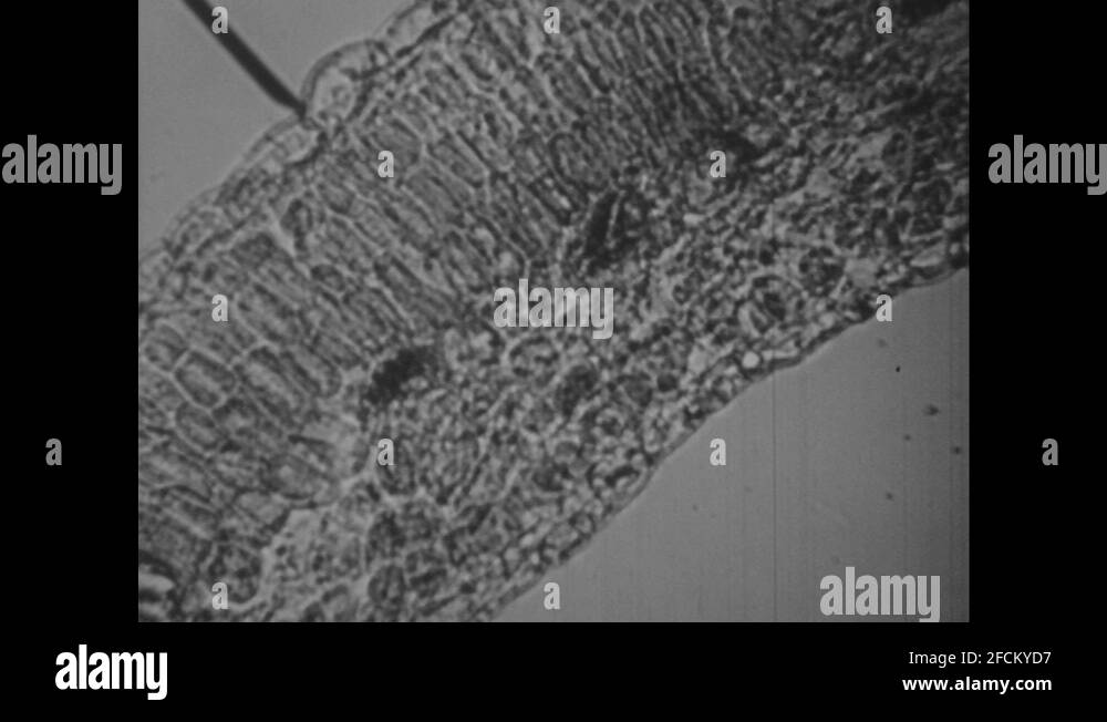 1940s: Line points at parts of cell Stock Video Footage - Alamy