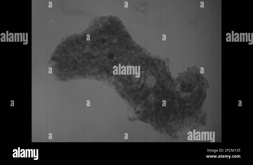 Amoeba Stock Videos & Footage - HD and 4K Video Clips - Alamy