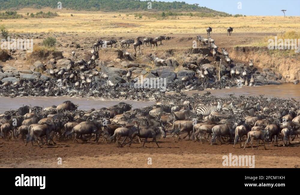 Mara river migration Stock Videos & Footage - HD and 4K Video Clips - Alamy