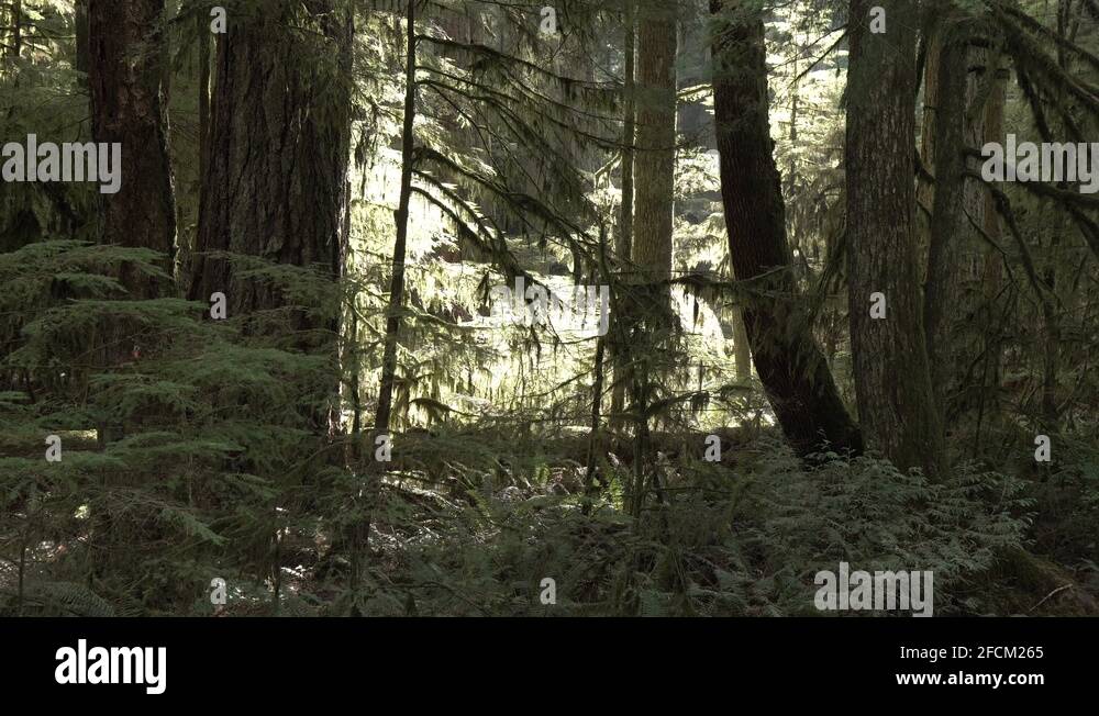 Trees with bracken Stock Videos & Footage - HD and 4K Video Clips - Alamy
