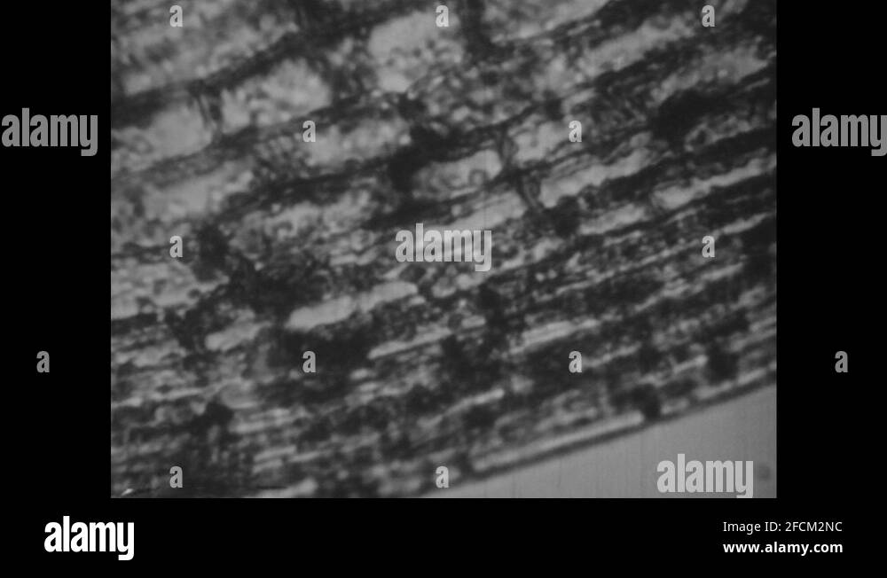 1940s: Parts of cell move. Amoeba Stock Video Footage - Alamy