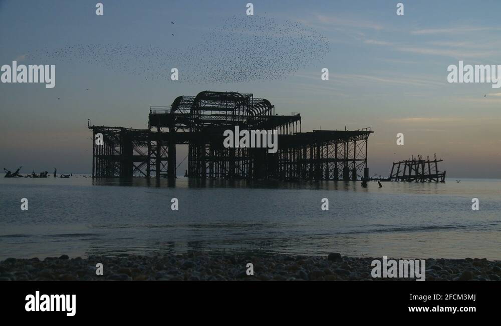 Brighton pier birds Stock Videos & Footage - HD and 4K Video Clips - Alamy