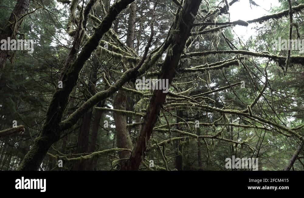 Creepy forest setting Stock Videos & Footage - HD and 4K Video Clips ...
