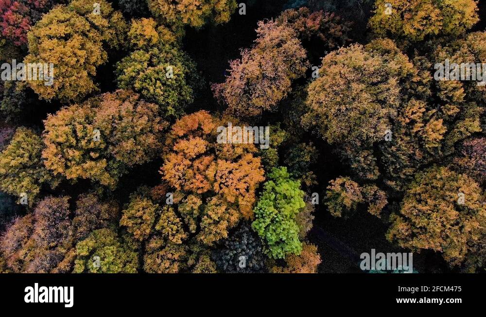 Autumn trees leaves changing colour Stock Videos & Footage - HD and 4K ...