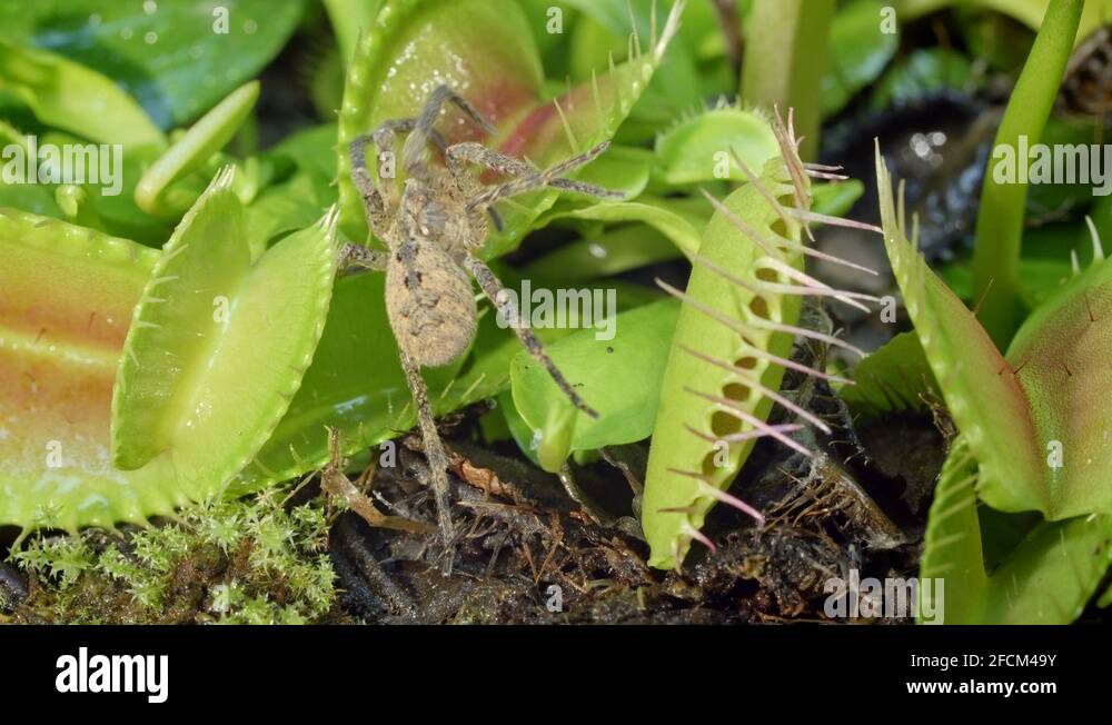 Trapped by plant Stock Videos & Footage - HD and 4K Video Clips - Alamy