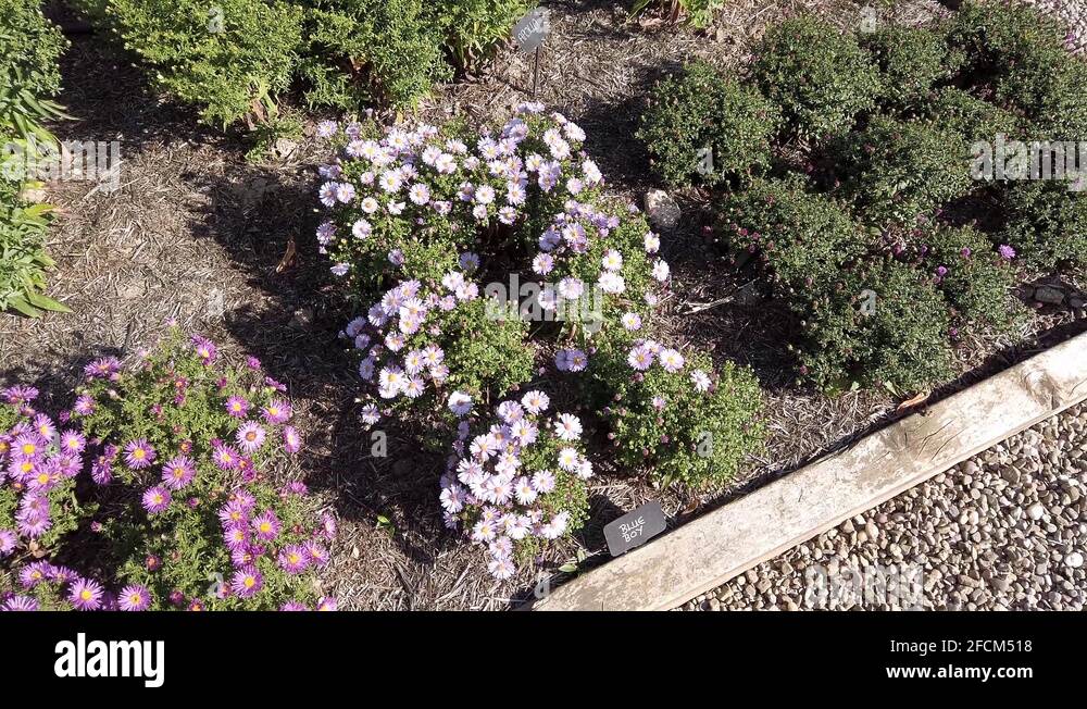 Aster border Stock Videos & Footage - HD and 4K Video Clips - Alamy