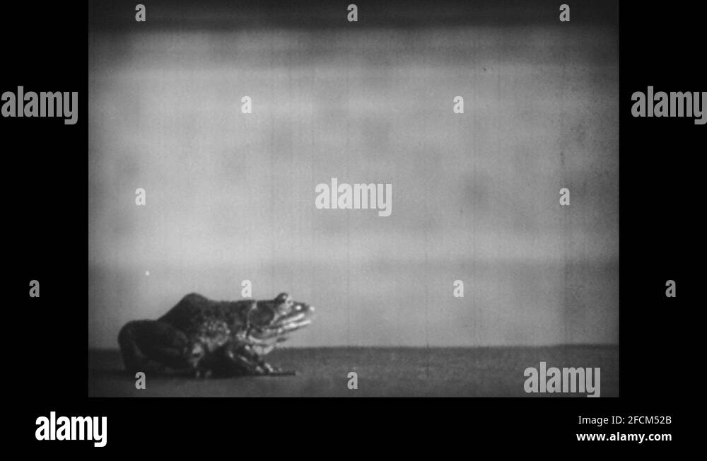 Frogs leg Stock Videos & Footage - HD and 4K Video Clips - Alamy