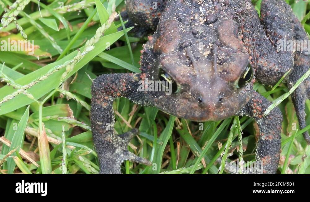 Close up toad sitting Stock Videos & Footage - HD and 4K Video Clips ...
