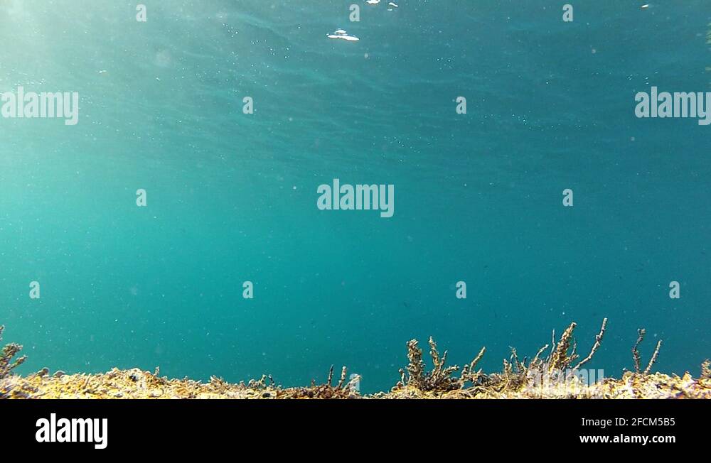 Diving for fish Stock Videos & Footage - HD and 4K Video Clips - Alamy