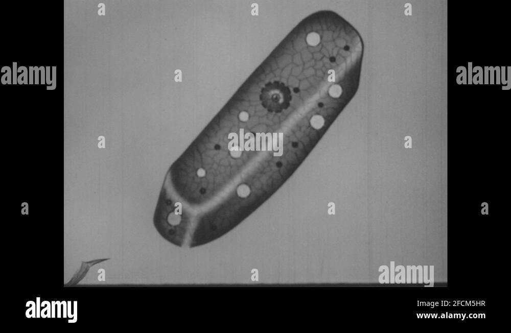 1940s: Parts of cell drawing are labeled. Young men use tweezers to ...