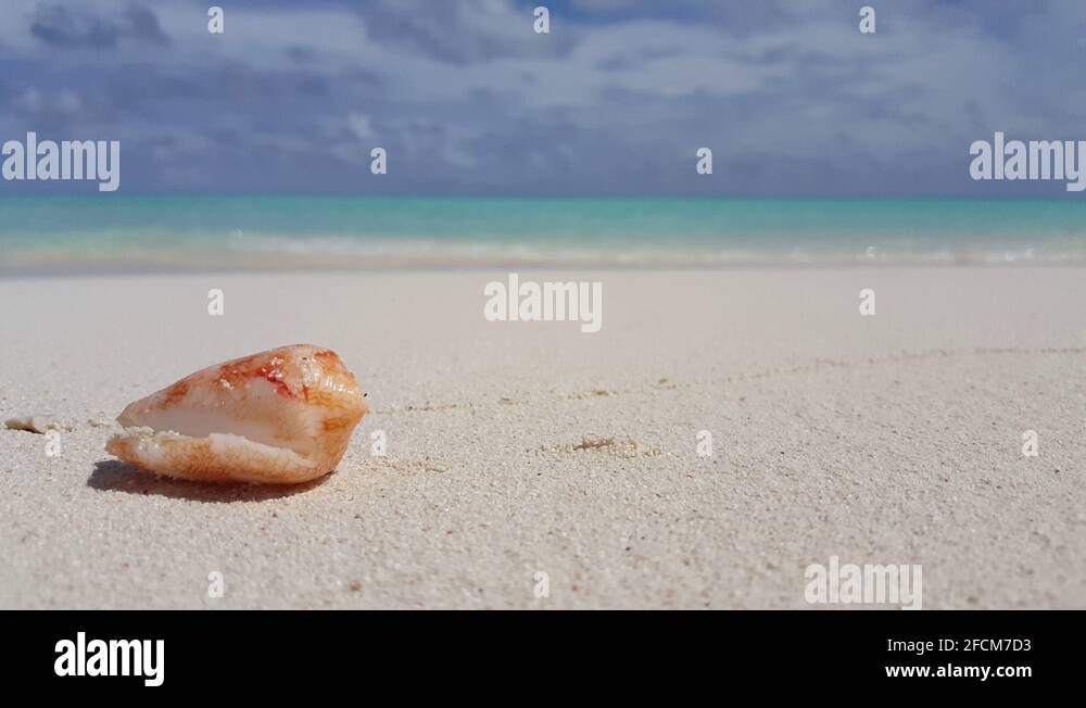 Seashell design Stock Videos & Footage - HD and 4K Video Clips - Alamy