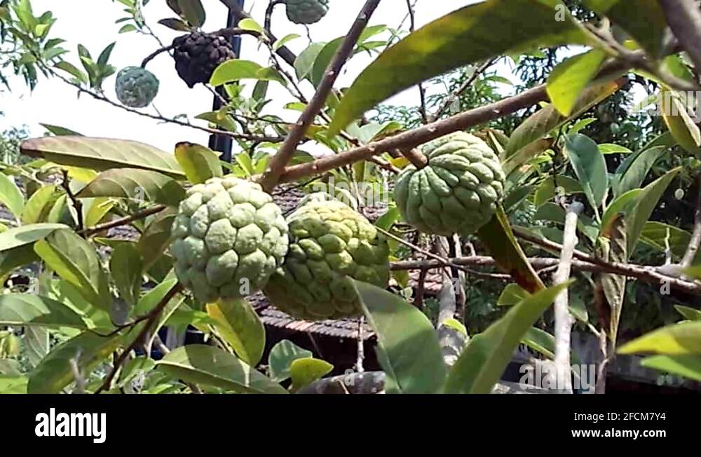Sugar apple plant Stock Videos & Footage - HD and 4K Video Clips - Alamy