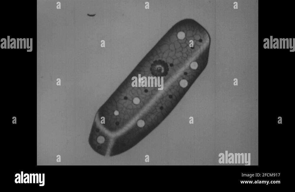 1940s: Parts of cell are labelled. Parts of cell move Stock Video ...