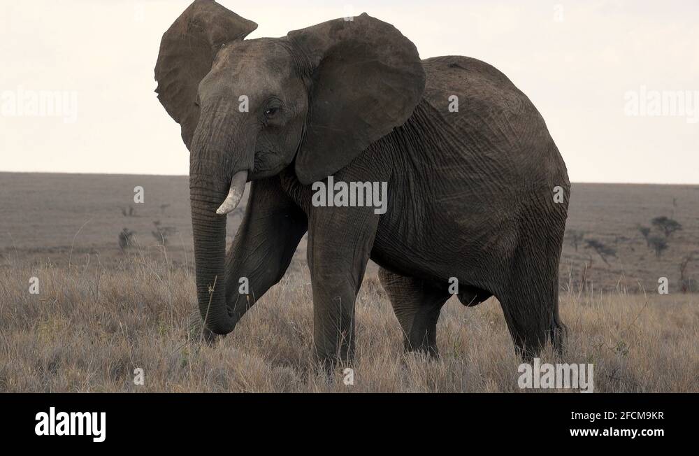 Tusk of elephant Stock Videos & Footage - HD and 4K Video Clips - Alamy