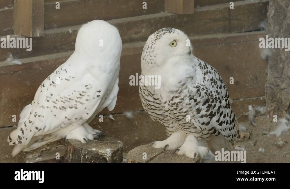 Pair of owls Stock Videos & Footage - HD and 4K Video Clips - Alamy