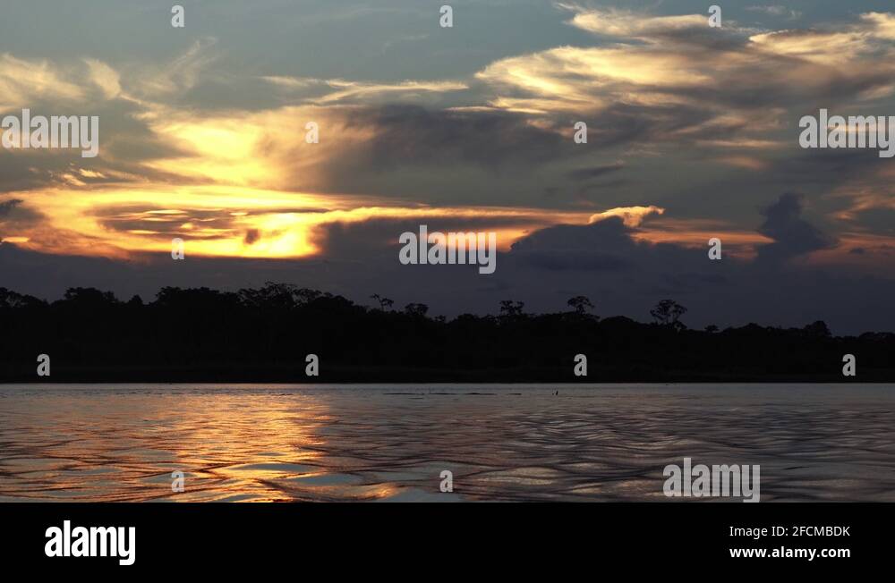 Rainforest sunset animal Stock Videos & Footage - HD and 4K Video Clips ...