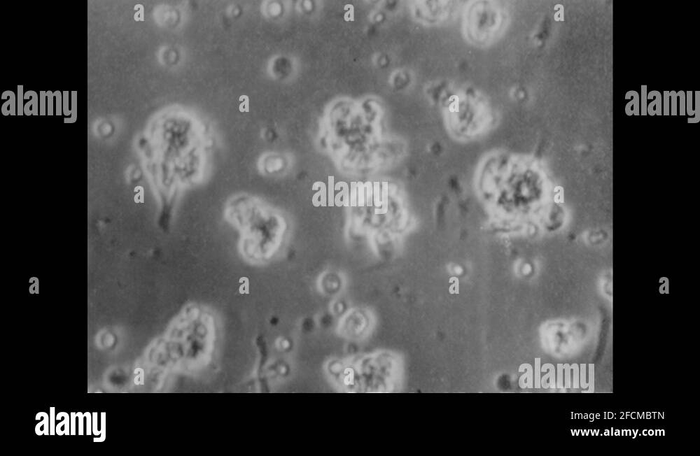 1960s: Magnification of sponge cells clumping and joining. Exterior of ...