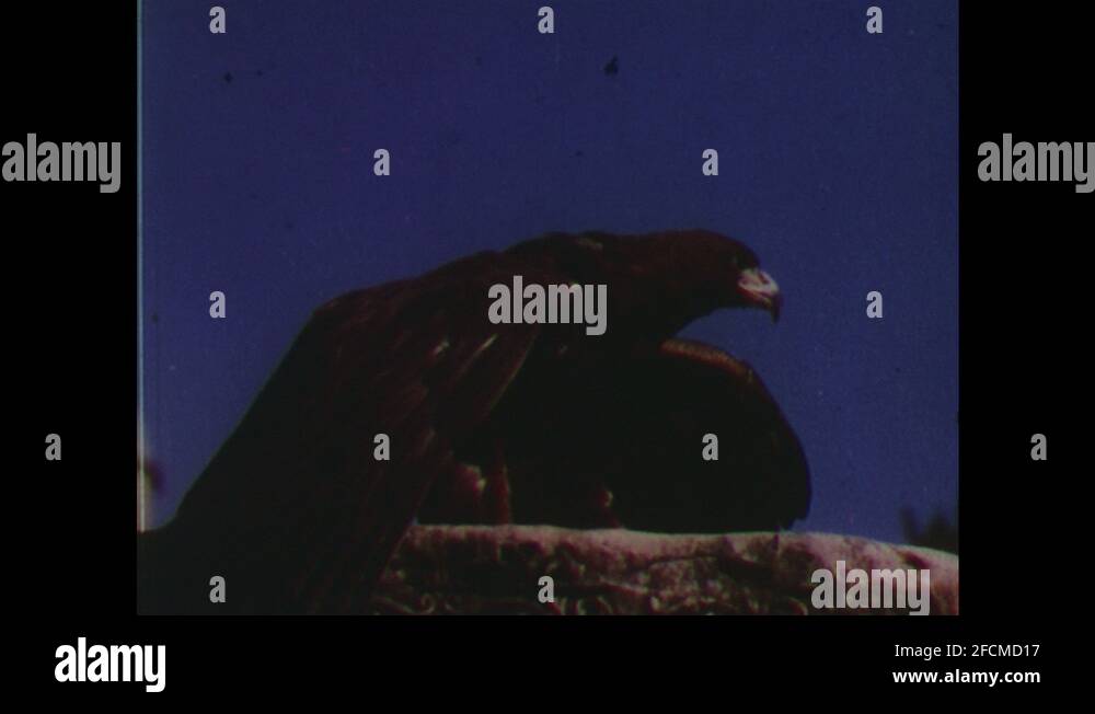 Roman eagles Stock Videos & Footage - HD and 4K Video Clips - Alamy